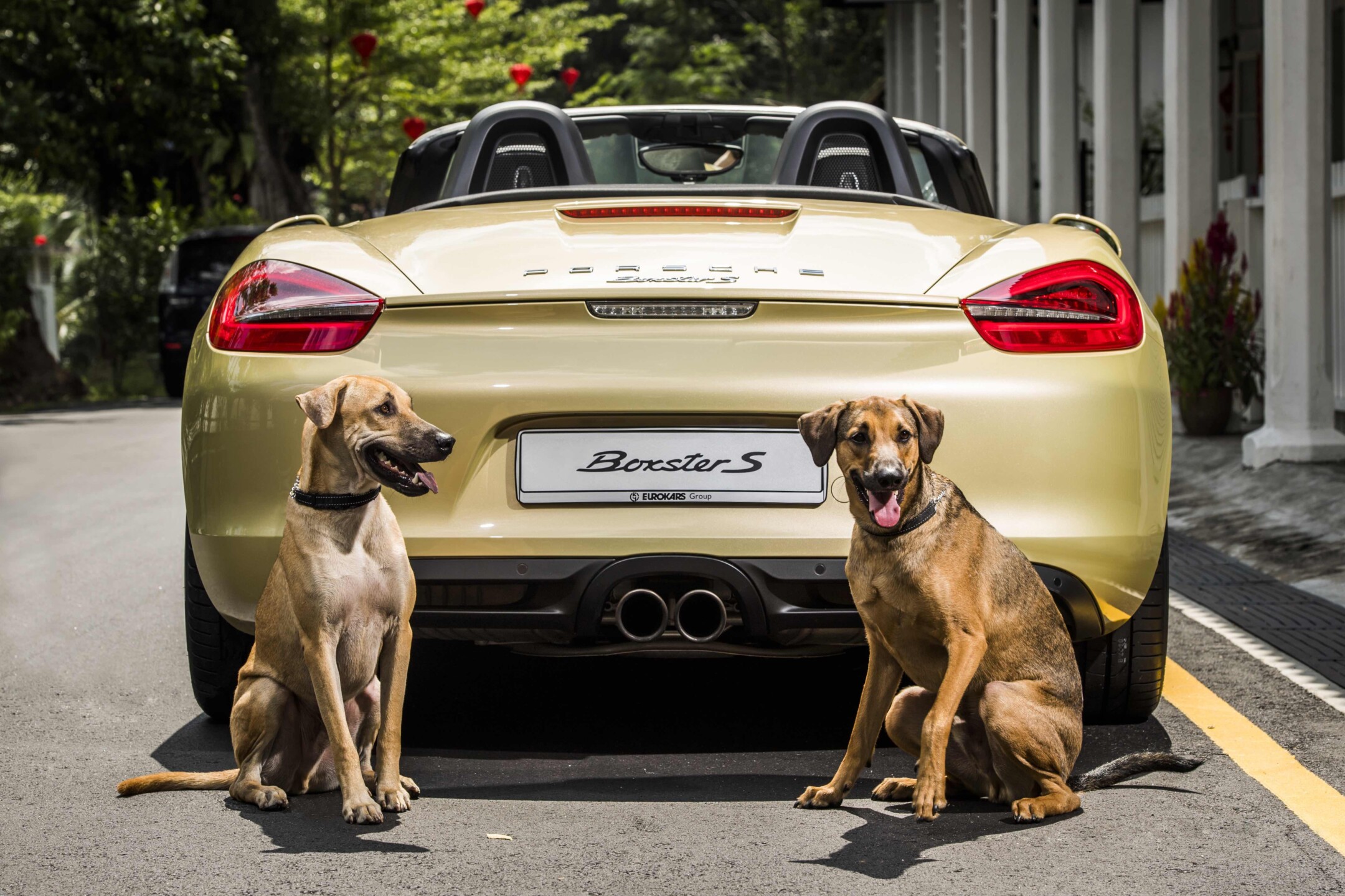 Porsche Dog Adoption Campaign Case Study | TEAM LEWIS Asia